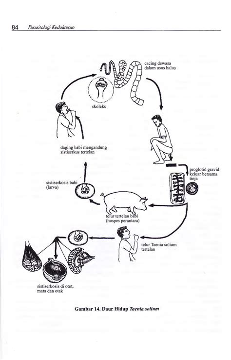 Bab I Helmintologi Haryahutamas Muka Surat 82 Membalik Pdf Dalam Talian Pubhtml5