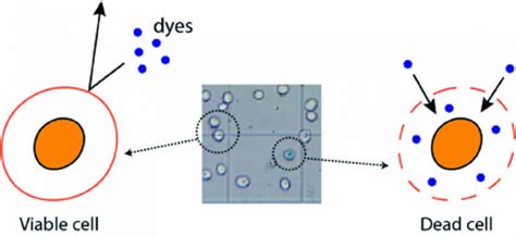 How To Use A Hemocytometer To Count Cells Rs Science