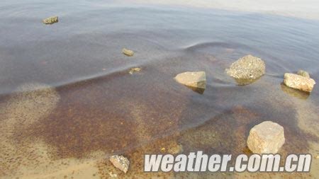 北海北部海岸出现赤潮 海边游客请注意 广西首页 中国天气网