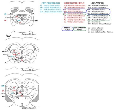 Layer Vi Contributes To Gain Control In Mouse Visual Cortex A Download Scientific Diagram