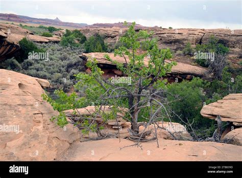 Single Leaf Ash Fraxinus Anomala Is A Deciduous Shrub Or Small Tree Native To Southwest Usa