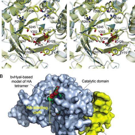 Pdf Structure Of Human Hyaluronidase 1 A Hyaluronan Hydrolyzing