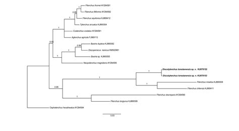 Figure 5 In Morphological And Molecular Characterisation Of