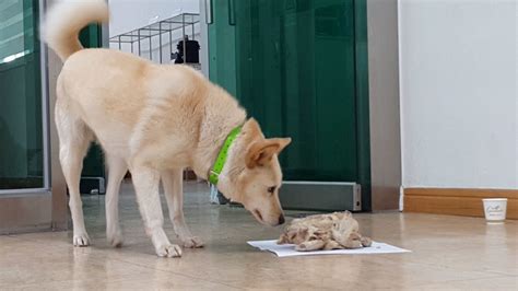 믿기 힘들지만 공장 진돗개에게 고기를 먹이기 위해 5년간 1000번 이상 고기를 삶은 직장인 L 오늘은 통닭 한 마리를 통째로 공장개에게 가져다 주었다 L 매일 고기 먹는