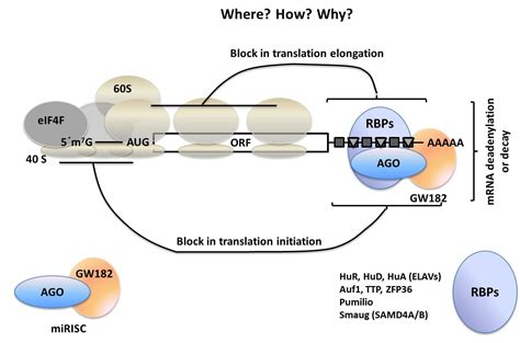 Mirna And Rbps Mediated Regulation Of Gene Expression Stl Post