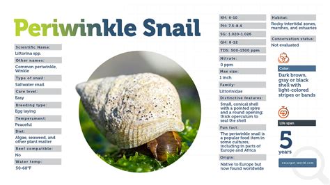 Periwinkle Snail The Adventurer Of The Seas