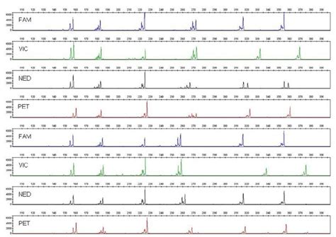 Six Plex Pcr In Eight Varieties Detected On An Abi3730 Download