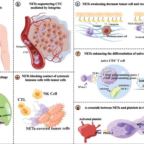 Intercellular Communication Between Nets And Tumor Cells Or Immune Download Scientific Diagram
