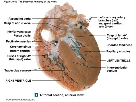 Pectinate Muscles The Heart At Leah Woodcock Blog