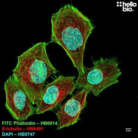 Anti Beta Tubulin Antibody Validab™ Beta Tubulin Loading Control