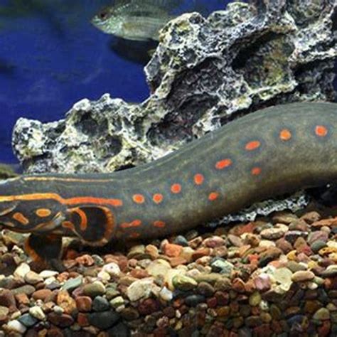 Are Fire Eels Good Community Fish Diy Seattle