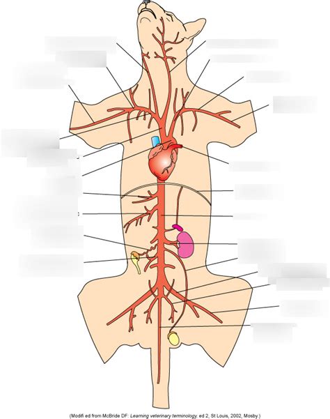 Arteries Diagram Diagram Quizlet