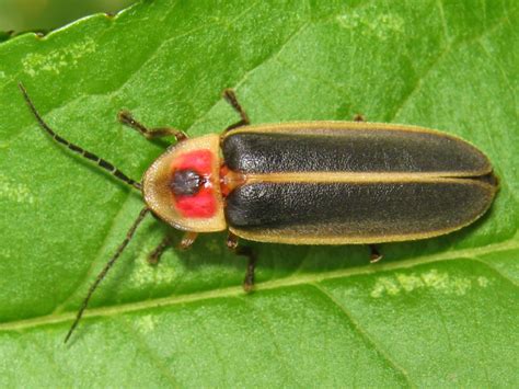 Photinus Pyralis Common Eastern Firefly Lampyris Pyralis