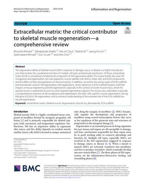 Extracellular Matrix The Critical Contributor To Skeletal Muscle