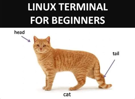feroz khan on linkedin linux terminal commands techhumor