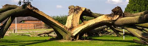 Lightning Protection For Trees Fielder Tree Services