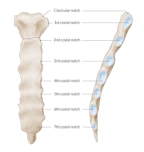 Clavicular Notch
