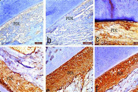 Photomicrographs Showing Immunohistochemical Localization Of Download Scientific Diagram