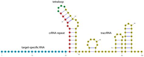 Single Guide Rna Structure In This Work The Target Specific Rna