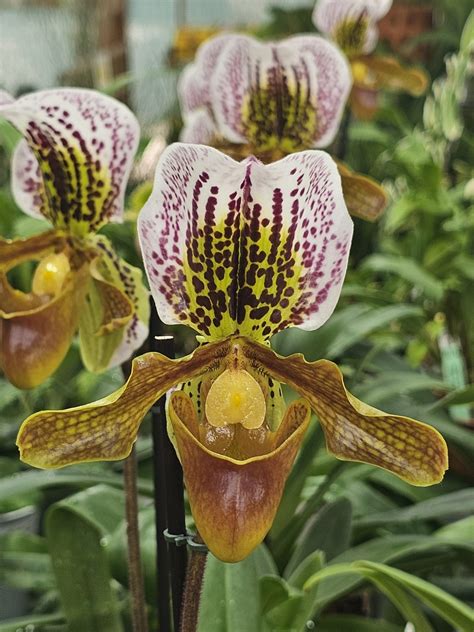 Paphiopedilum Usa Tropical Orchids Portugal