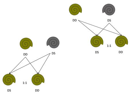Chirality Diagram Ppt