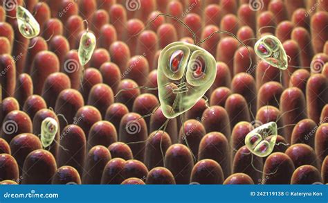 Giardia Lamblia Protozoan The Causative Agent Of Giardiasis Stock