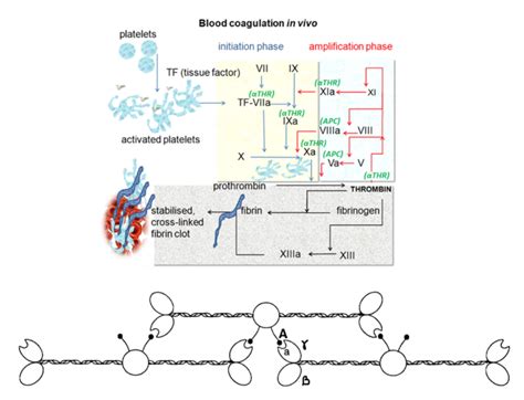 Solved 1 What Features In The Stabilized Fibrin Structure