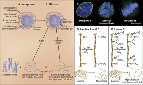 Mitosis And Cytokinesi Clinical Gate
