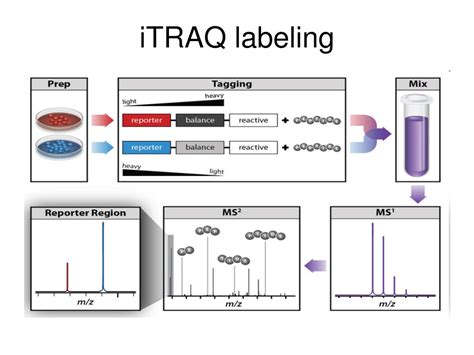 Ppt Proteomics Data Analysis Powerpoint Presentation Free Download