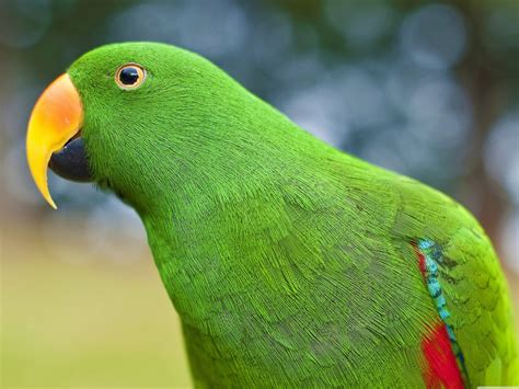 Eclectus Parrot Birds Desktop Wallpapers Preview