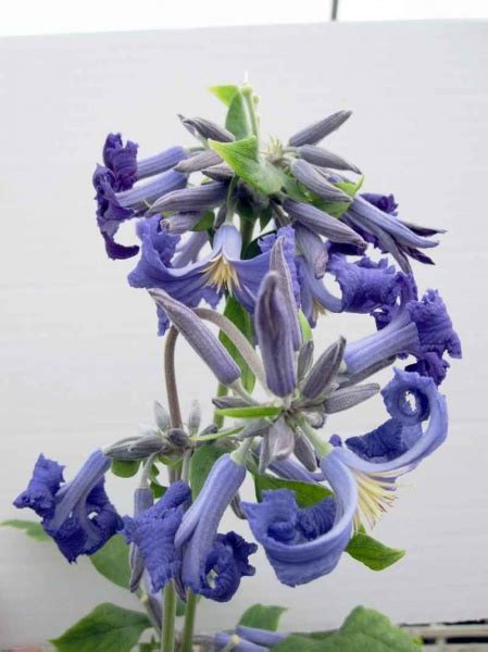 A To Z Of Clematis Page 2 Superior Quality Climbers