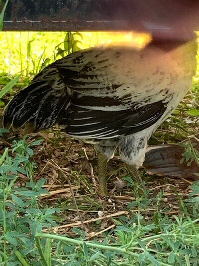 Is This Easter Egger A Roo Or A Hen Backyard Chickens Learn How To