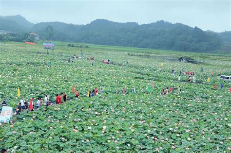 辰溪张家溜古村首届荷花节吸引八方游客