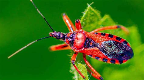 17 Extremely Dangerous Insects To Watch Out For In The Us