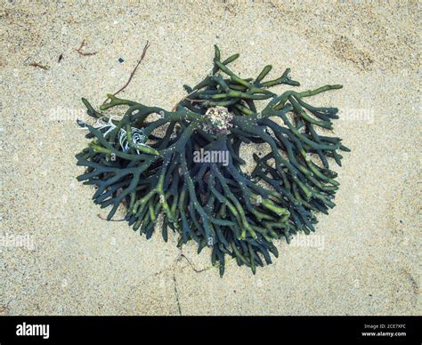 From Above Delicate Green Codium Fragile Seaweed Coming Ashore On Sandy Beach During Daytime