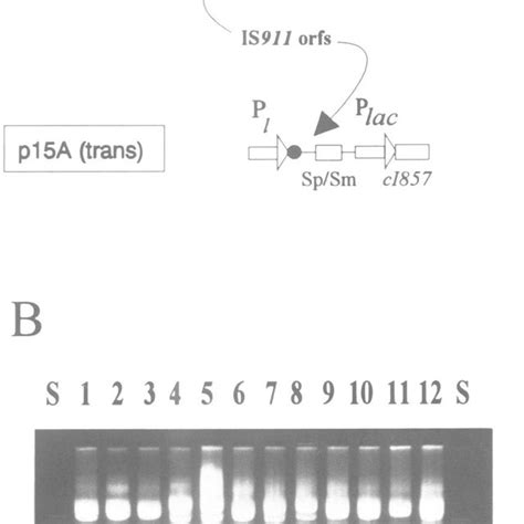 Cistrans Complementation A Structure Of Plasmids Used In The