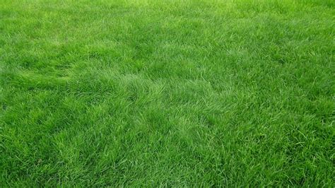 Grass Field Wallpapers Top Free Grass Field Backgrounds Wallpaperaccess