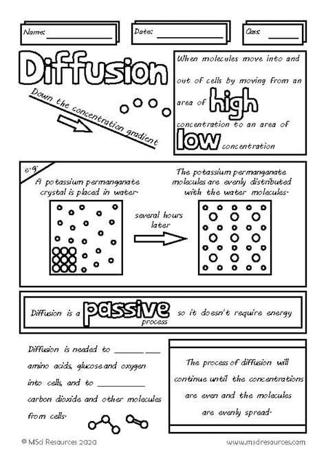Diffusion Doodle Worksheet Biology By Msci Resources Tpt