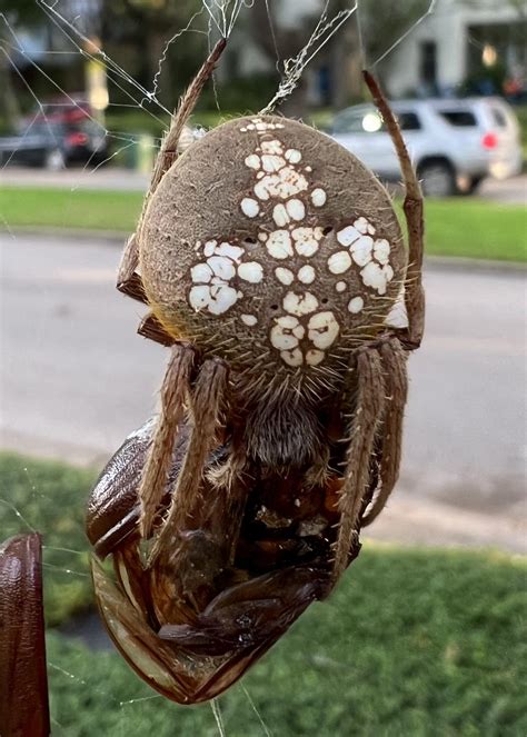 Best Houston Tx Images On Pholder Amateur Room Porn Pics And Whatsthissnake