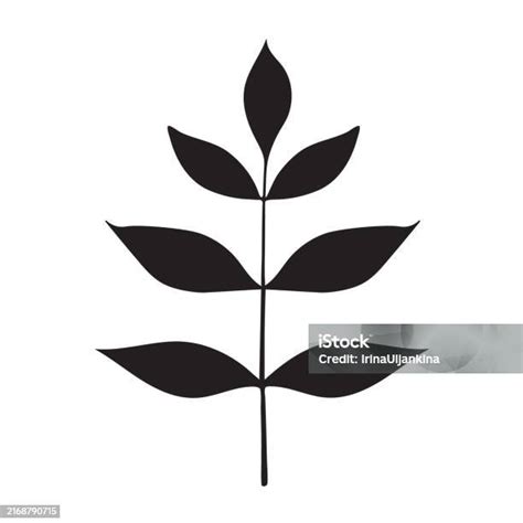 애쉬 리프 아이콘입니다 흰색 배경에 고립된 검은색 아이콘입니다 애쉬 리프 실루엣 간단한 아이콘입니다 디자인 벡터 요소 0명에 대한 스톡 벡터 아트 및 기타 이미지 Istock