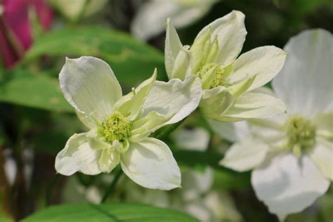 Clematis 'Baby Star' / 'Zobast' - Clematis 'Baby Star' / 'Zobast ...
