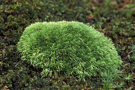 Non Vascular Plants Definition And Characteristics