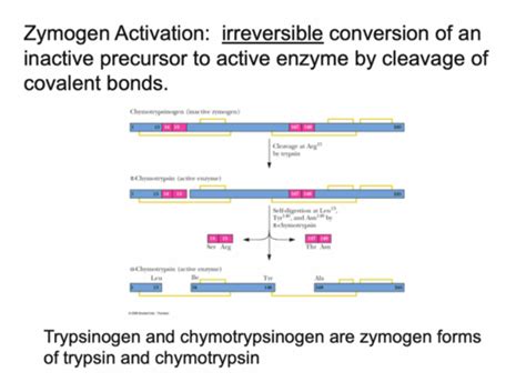 Enzyme Regulation Flashcards Quizlet