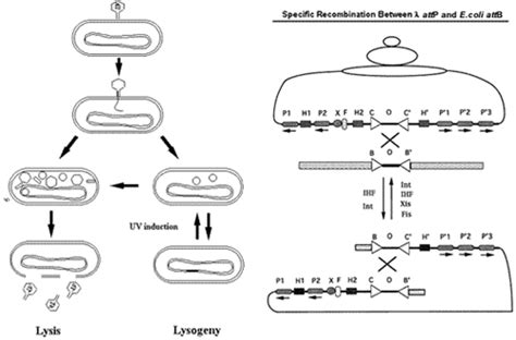 The Principle Of Gateway R Cloning Technology Genecopoeia™