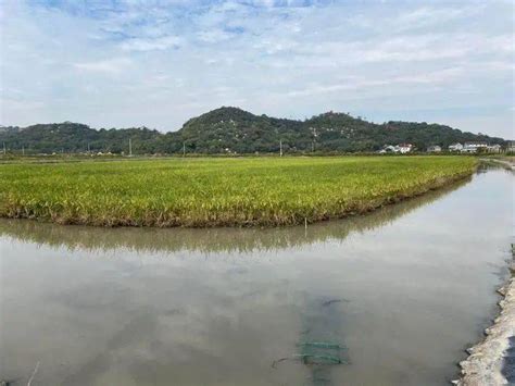了不起种粮大户引进稻田养鱼技术喜获丰收稻花香甜鱼儿肥美 何建苗