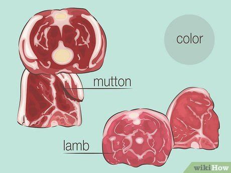 Lamb Vs Mutton What S The Difference Lamb Vs Mutton What S The Difference