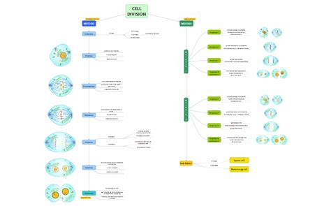 Cell Cycle Concept Map Mitosis