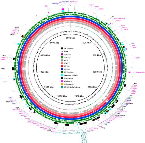 Figure 1 From Pathogenomes Of Shiga Toxin Positive And Negative Escherichia Coli O157h7 Strains