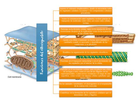 Citoesqueleto Funciones Funciones Del Citoesqueleto Soporta El