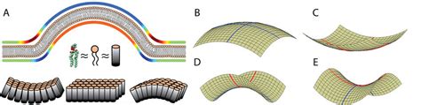 The Coupling Between Curvature And Lipid Mobility Is A Critical